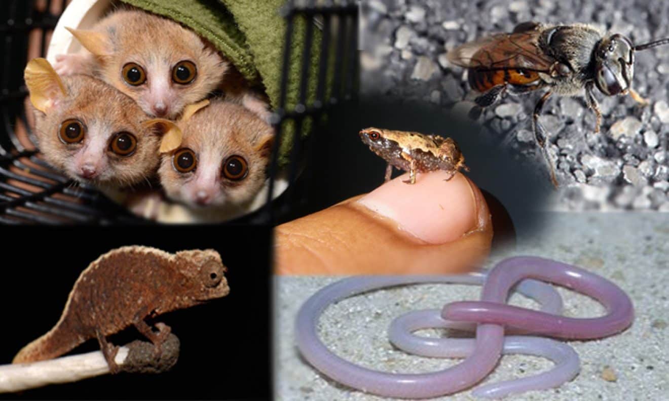 Madagascar Small Five - Tour Malin Madagascar