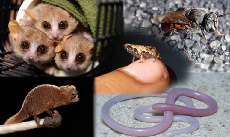 Madagascar Small Five - Tour Malin Madagascar