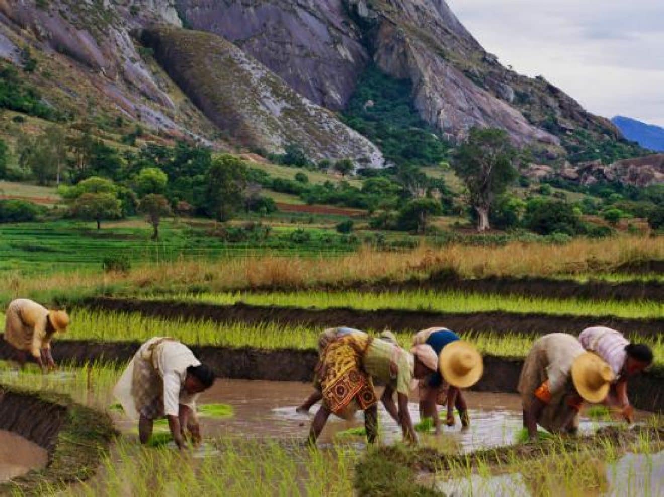 Rice season in Madagascar - Tour Malin Madagascar